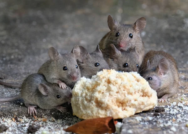 Comment se débarrasser des rats fruitiers ? Astuces - Abcmaison